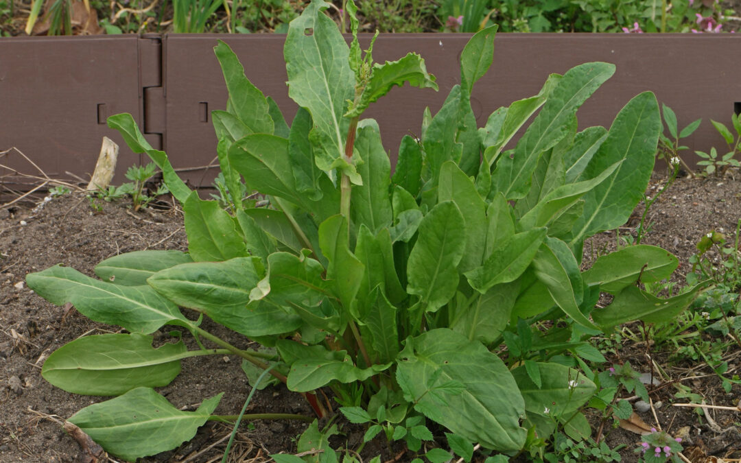 Labada Faydaları Neler? Efelek Ne Zaman Ekilir? | Ege Pazarından