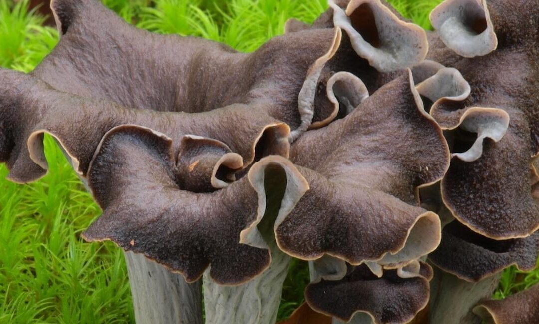 Borazan mantarı Ne Zaman Çıkar? Nasıl Kurutulur? | Ege Pazarından